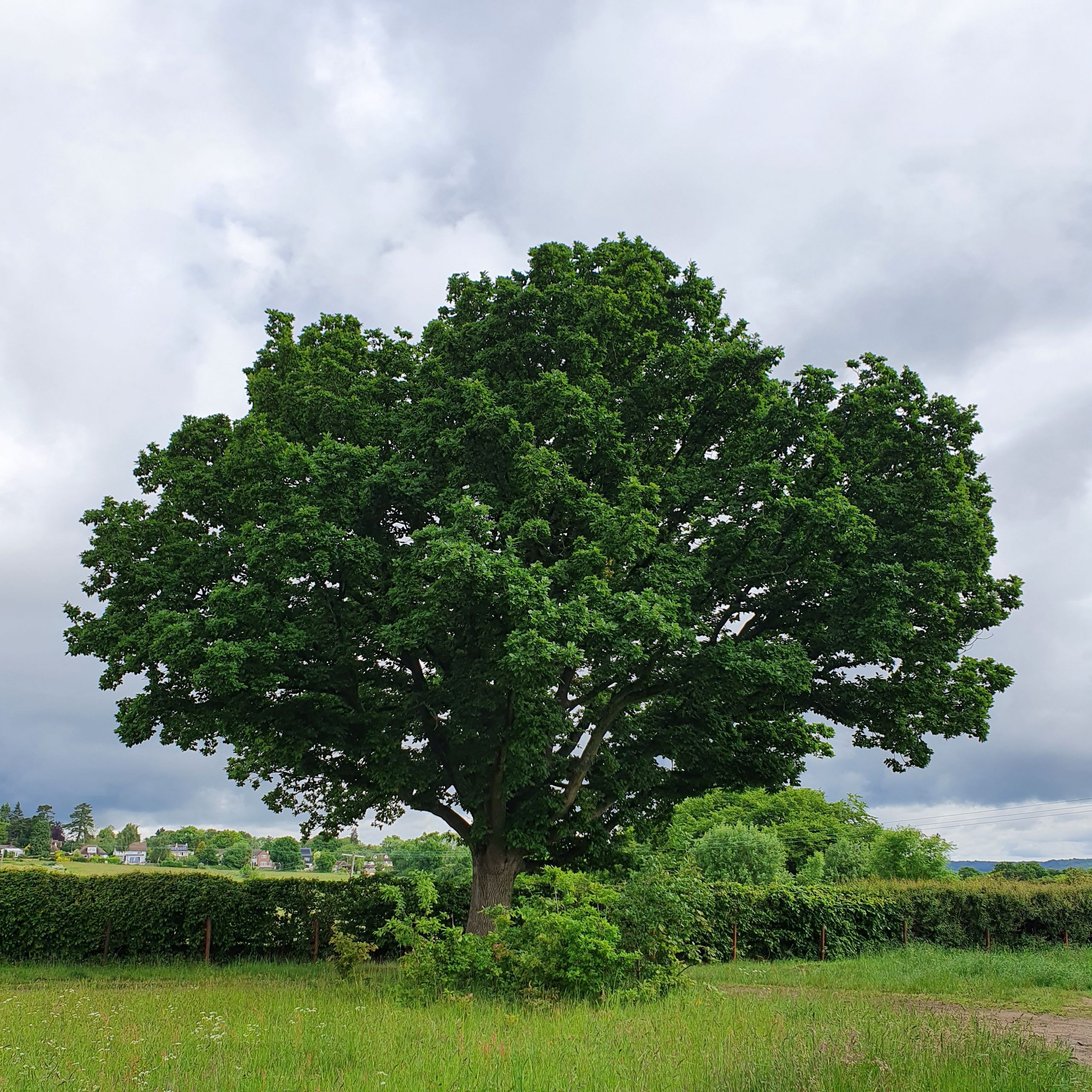 My Year Reconnecting With Nature | Sarah The Vet